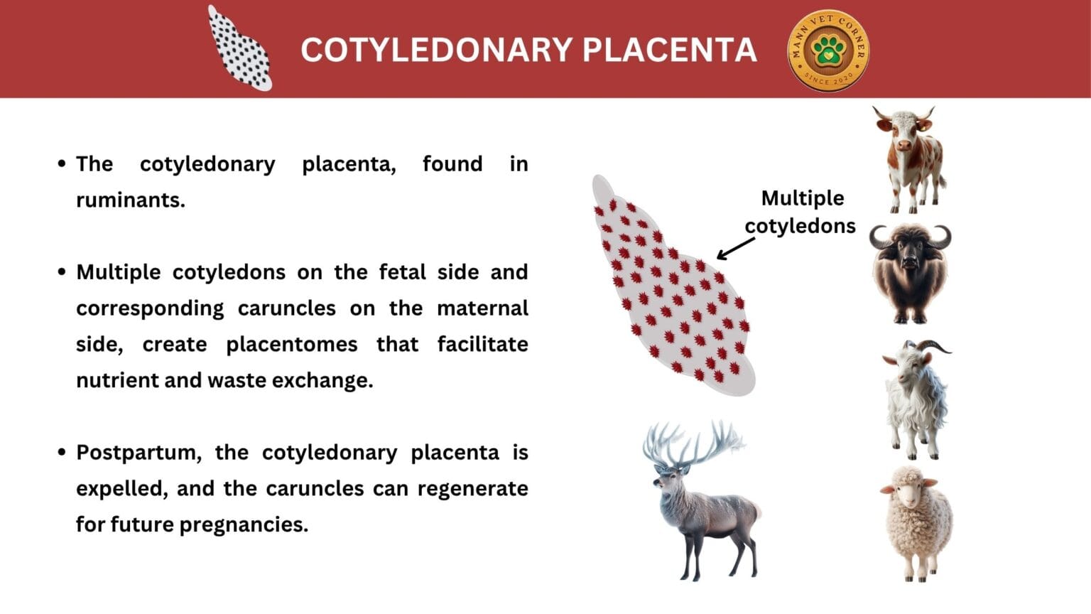 Placental Diversity in Mammals: A Comprehensive Review - mannvetcorner