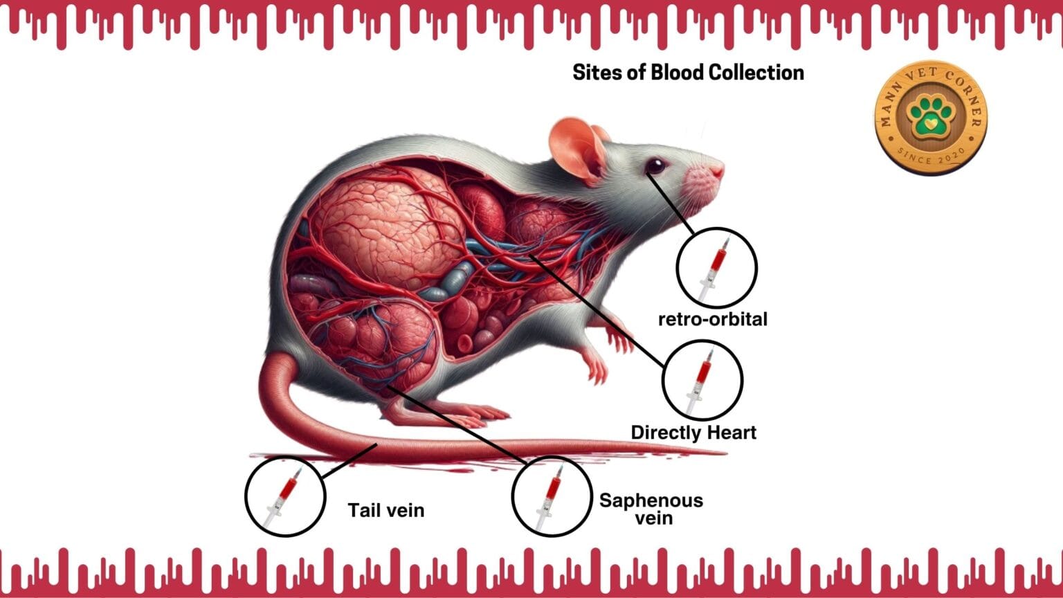 Phlebotomy: Blood Collection From Different Animals - mannvetcorner