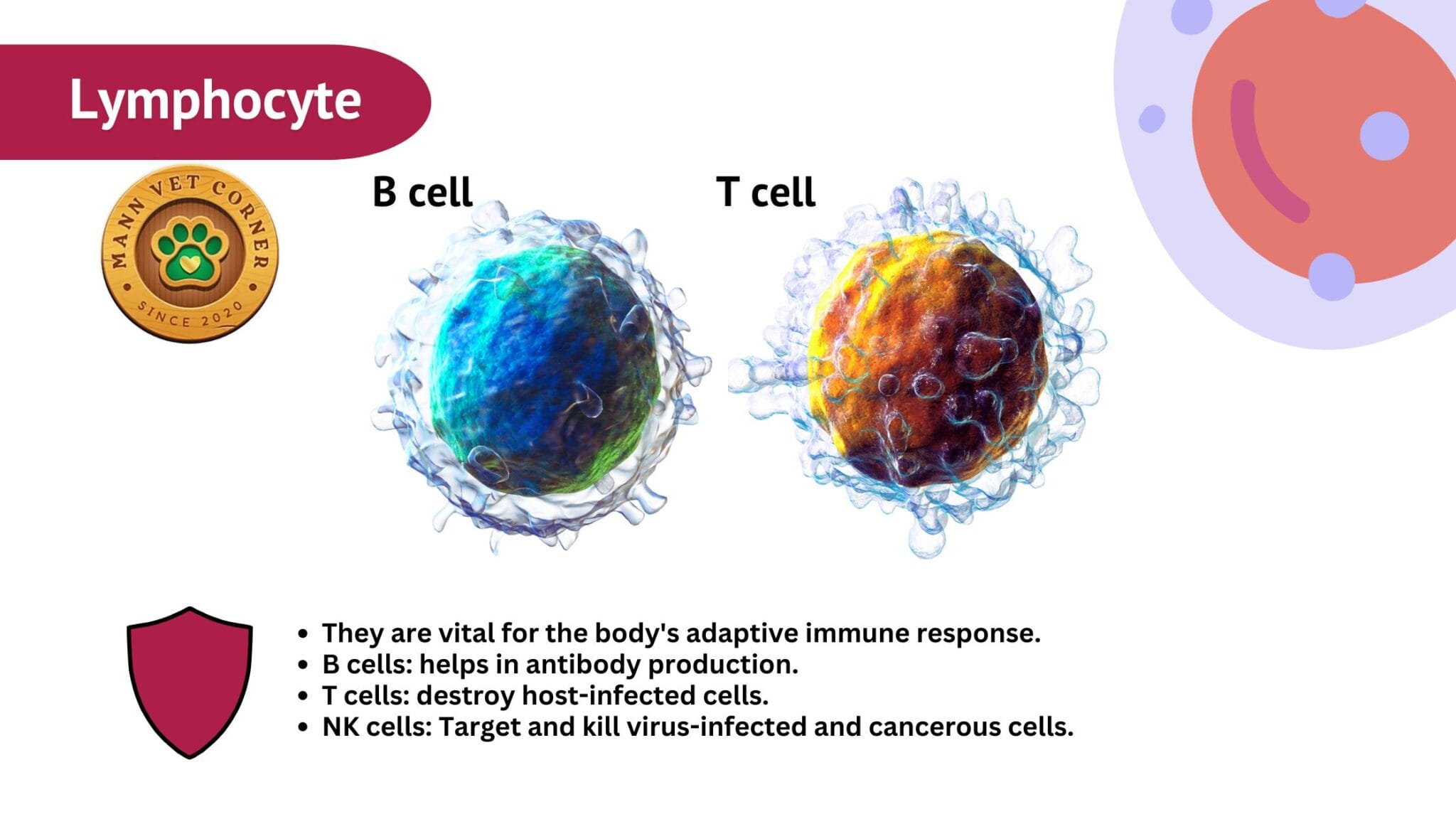 White Blood Cells in Different Animals - mannvetcorner