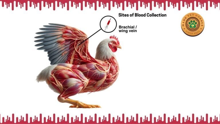 Phlebotomy: Blood Collection From Different Animals - mannvetcorner