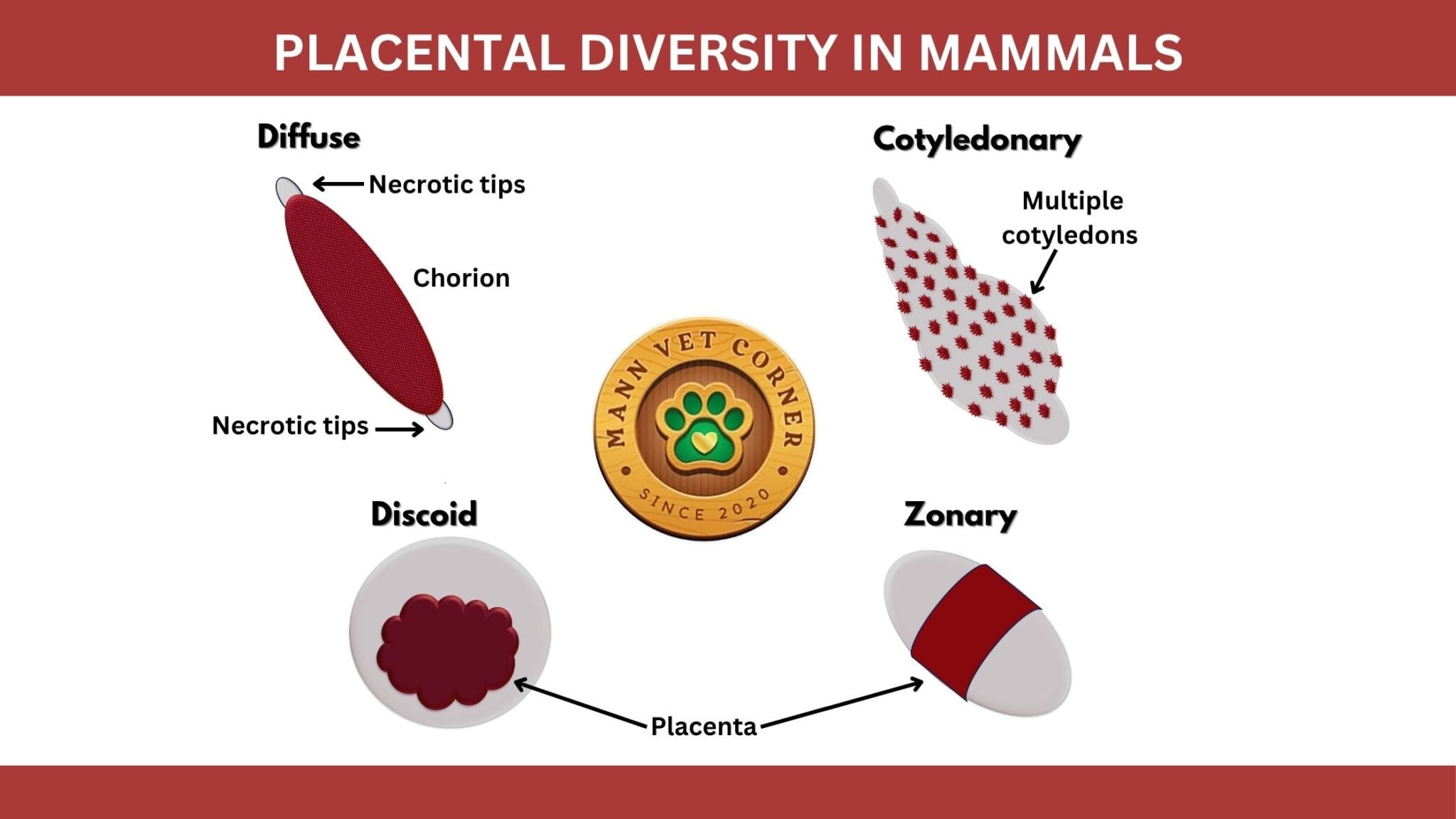 Placental Diversity in Mammals: A Comprehensive Review - mannvetcorner