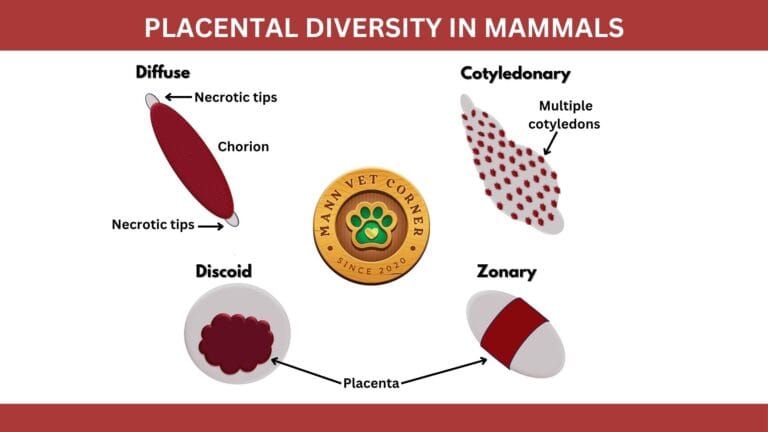 Placental Diversity in Mammals: A Comprehensive Review - mannvetcorner
