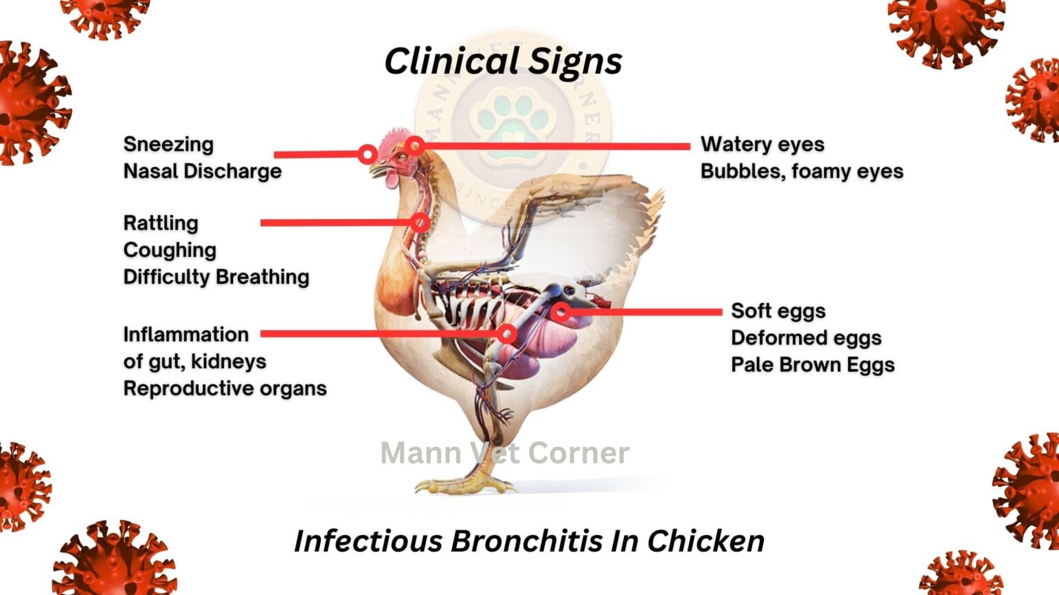 Infectious Bronchitis in Chickens - mannvetcorner