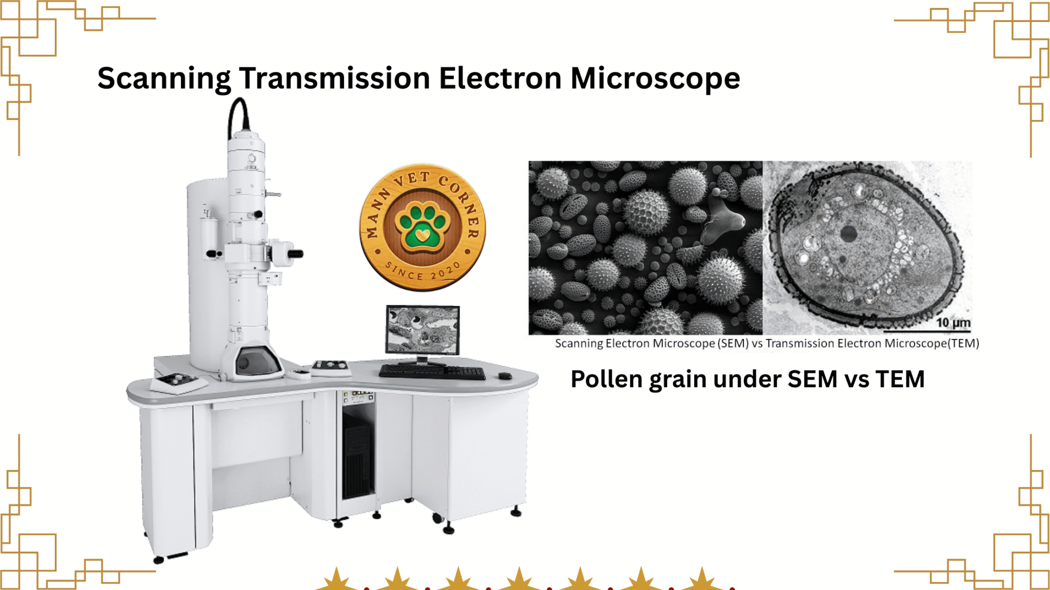 Electron Microscopy: Advanced Diagnostic Tool - mannvetcorner