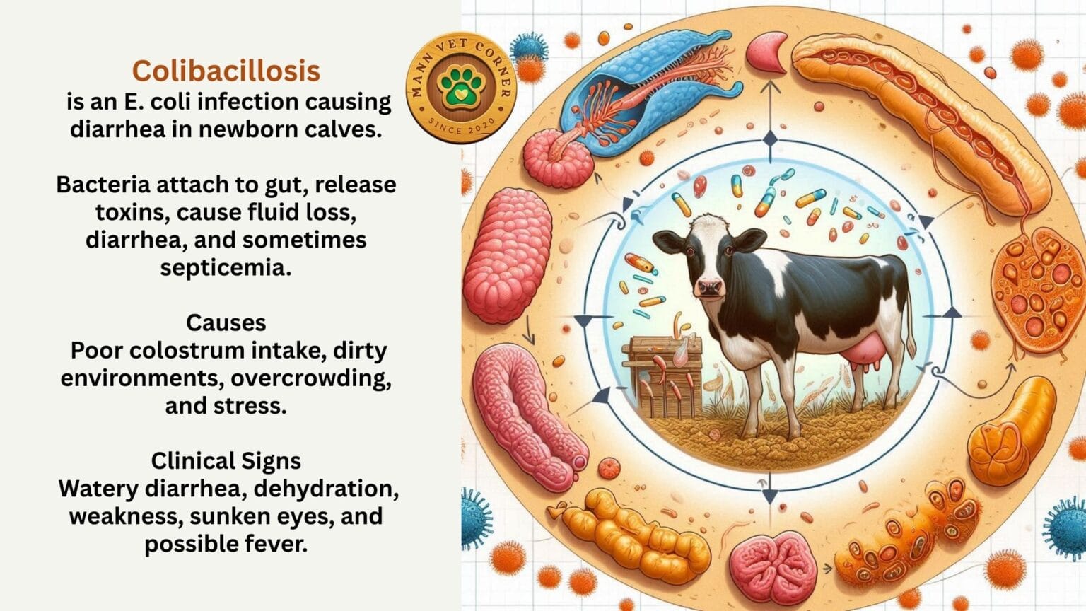 Colibacillosis in Calves - mannvetcorner