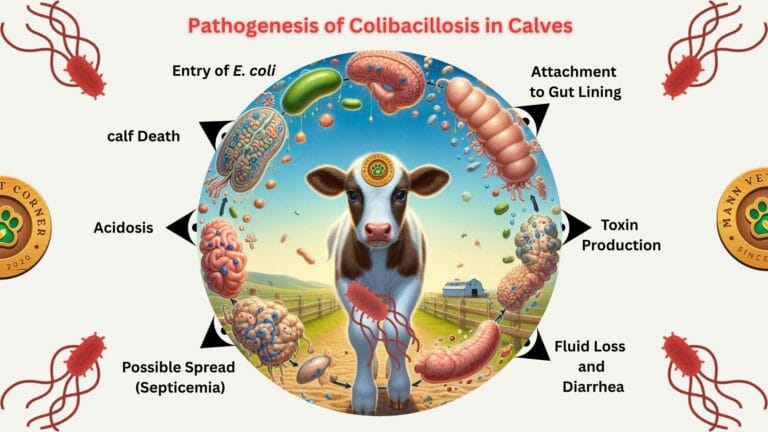 Colibacillosis in Calves - mannvetcorner