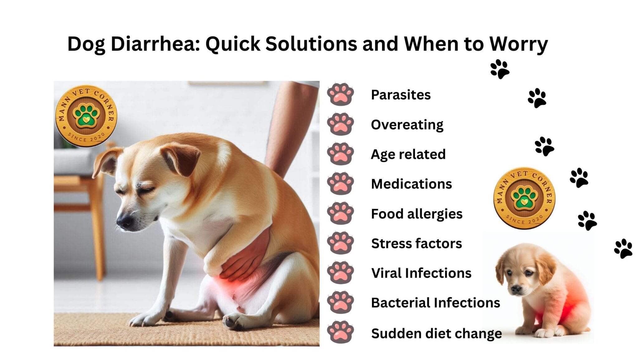 Dog Diarrhea: Quick Solutions and When to Worry - mannvetcorner