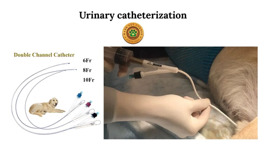 Veterinary Urinalysis: A Complete Guide - mannvetcorner