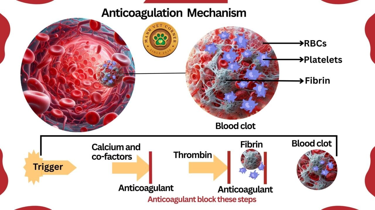 Anticoagulants: Mechanism and Its Types - mannvetcorner