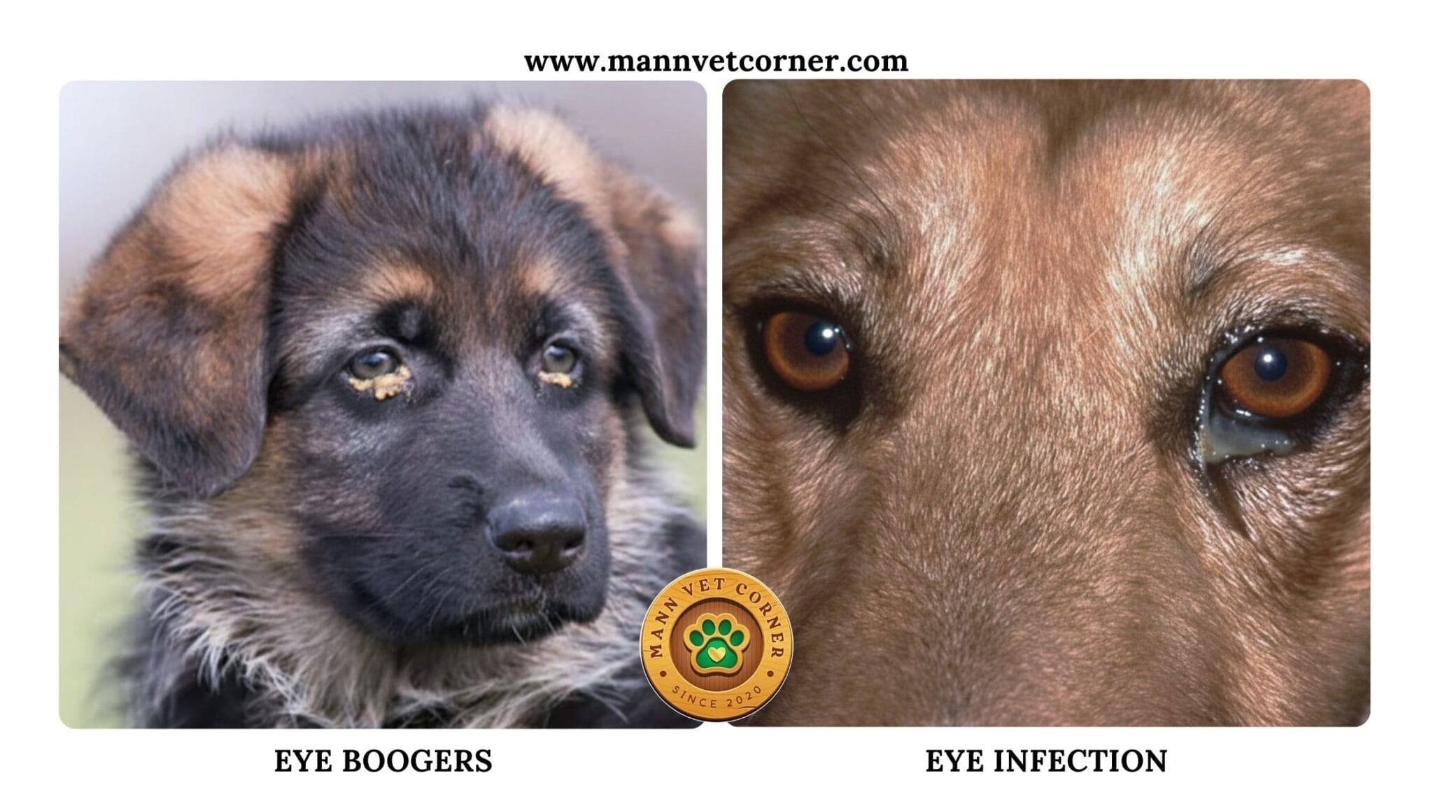 Dog Eye Infection: Causes, Symptoms, and Treatments - mannvetcorner