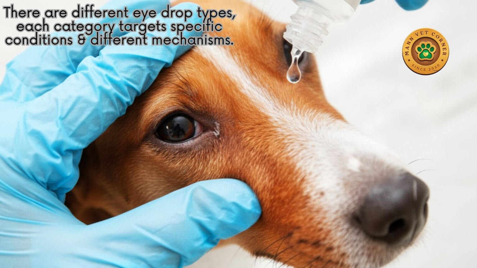 Eye Drops for Pets: Types, Usage, and Safety - mannvetcorner