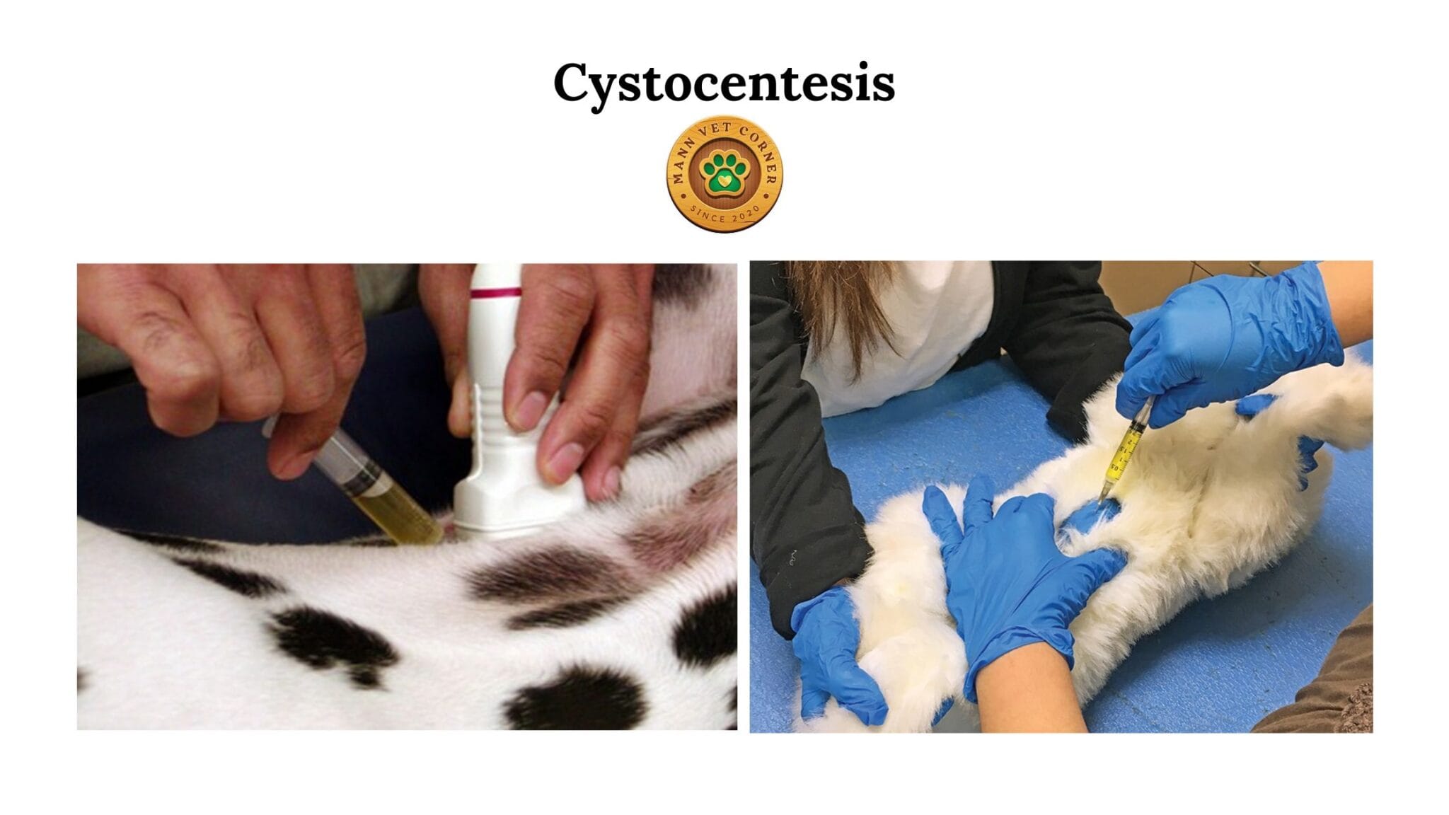 Veterinary Urinalysis: A Complete Guide - mannvetcorner