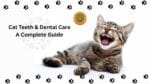 Cat Teeth & Dental Care: A Complete Guide - mannvetcorner
