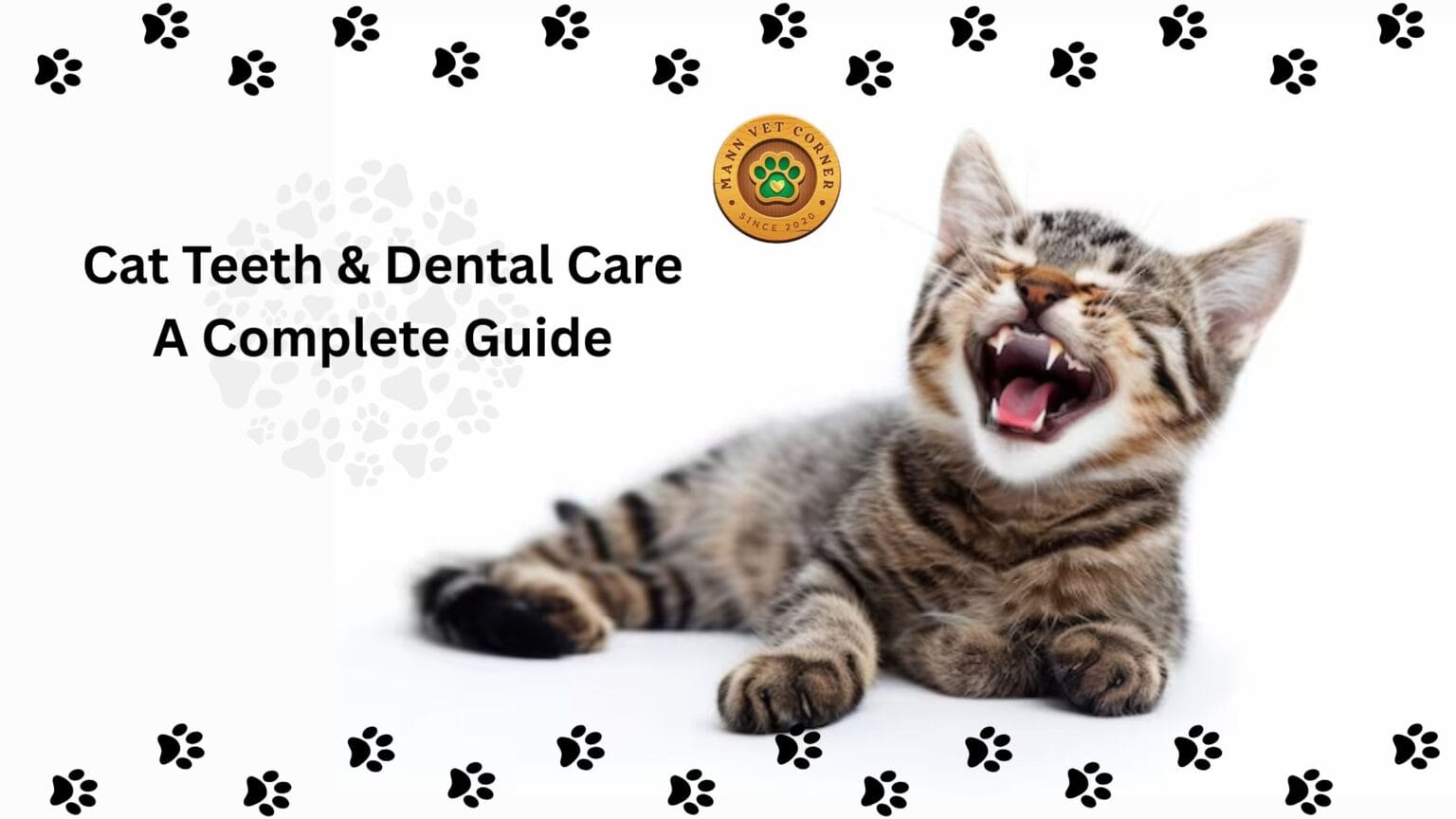 Cat Teeth & Dental Care: A Complete Guide - mannvetcorner