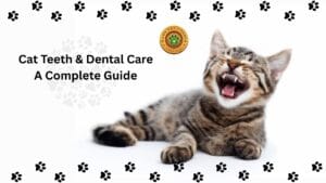 Cat Teeth & Dental Care: A Complete Guide - mannvetcorner