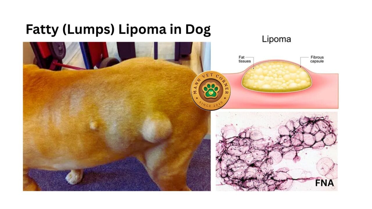 Dog Fatty Tumors: Causes, Treatments, and Removal Costs - mannvetcorner