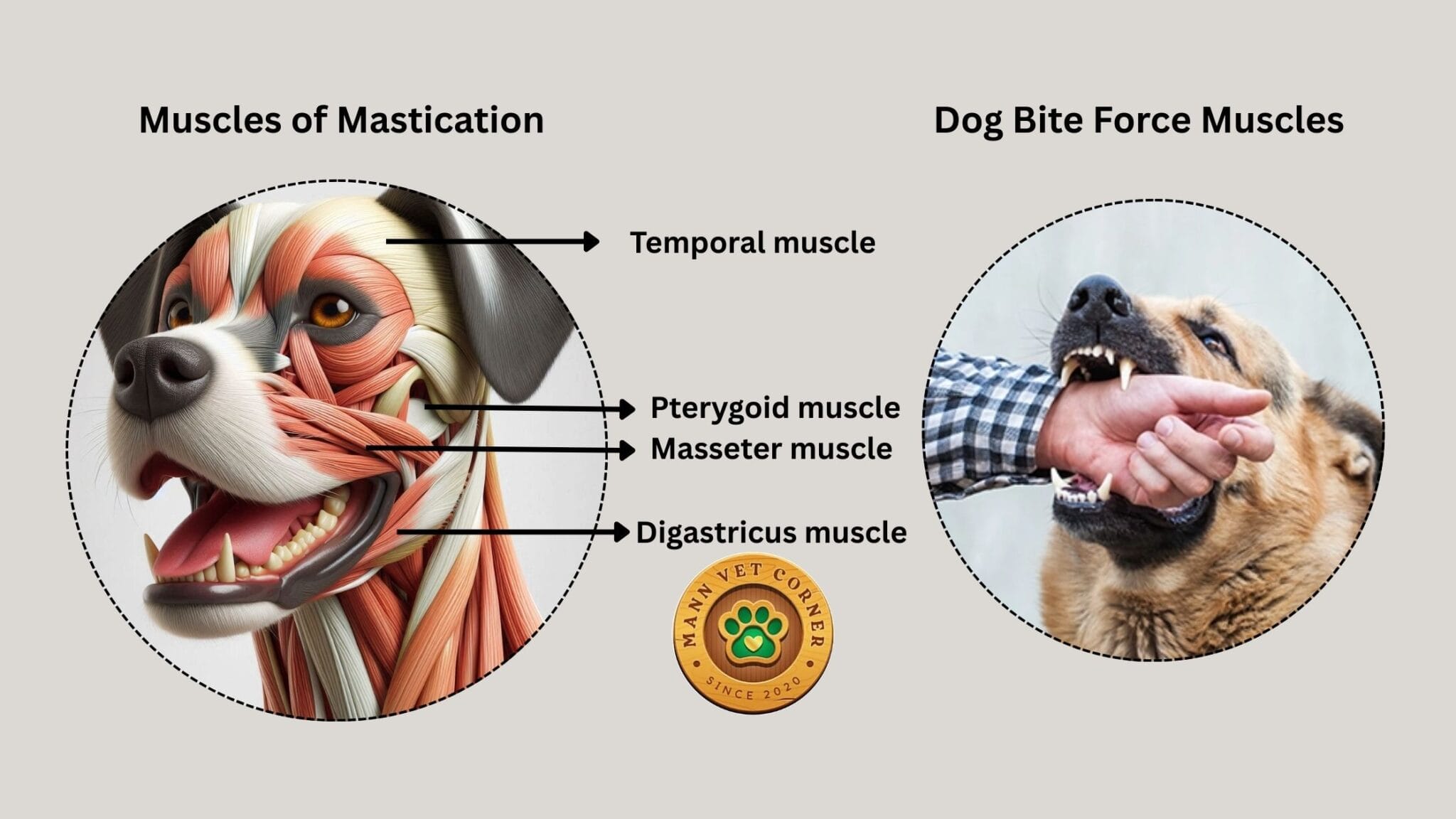 Dog Bite: Force And Strength Of Dog Bite - mannvetcorner