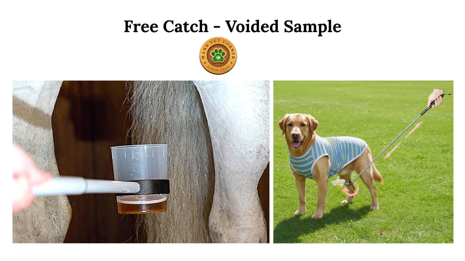 Veterinary Urinalysis: A Complete Guide - mannvetcorner