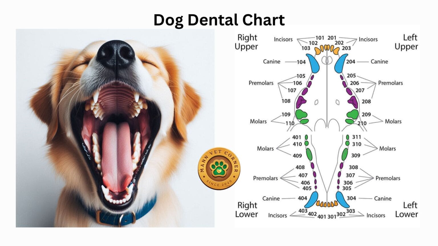 Dog Teeth & Dental Care: A Complete Guide - mannvetcorner