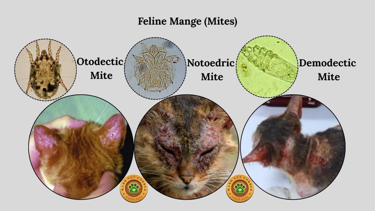 Mange in Cats: A Complete Guide - mannvetcorner