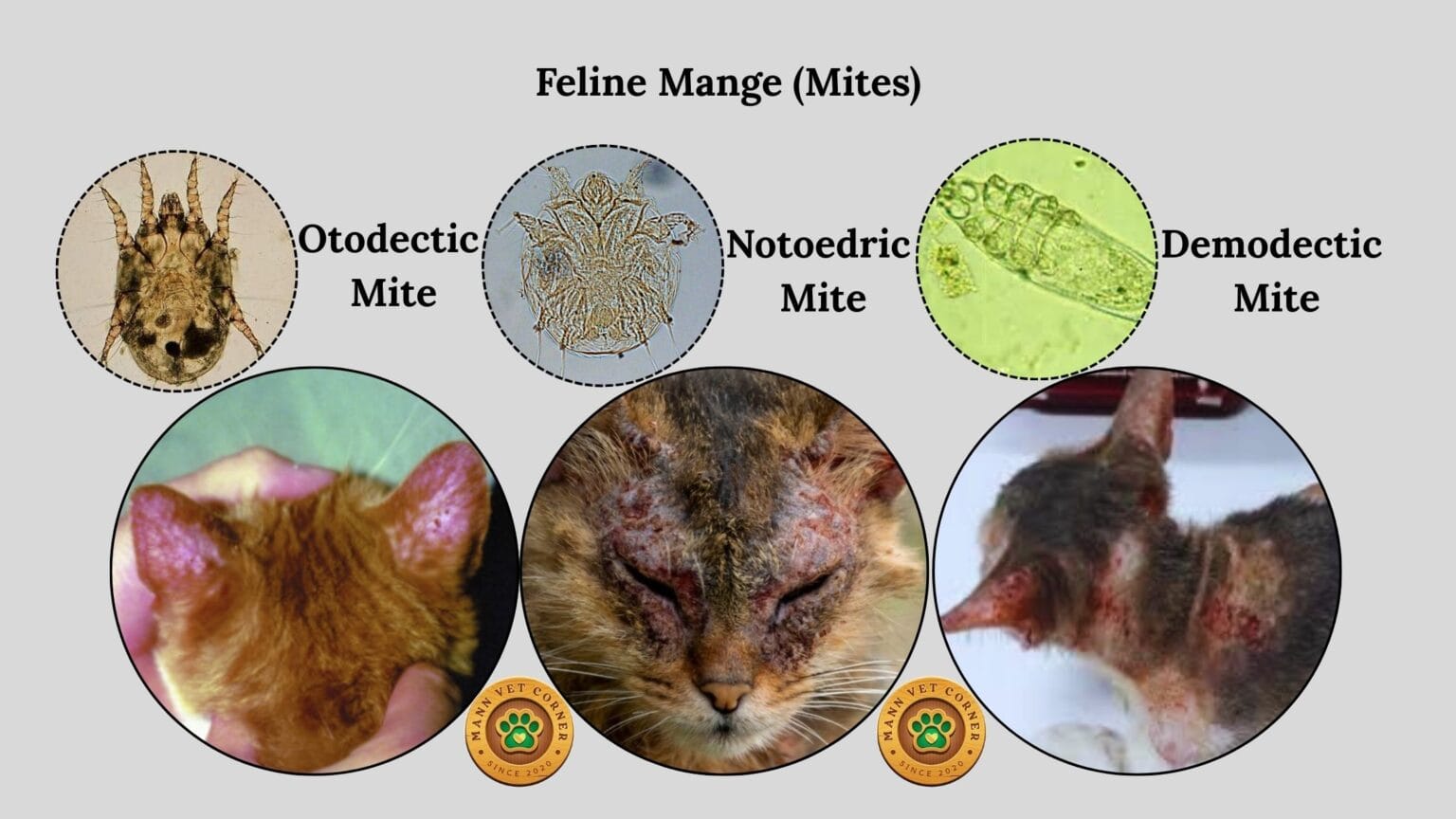 Mange in Cats: A Complete Guide - mannvetcorner