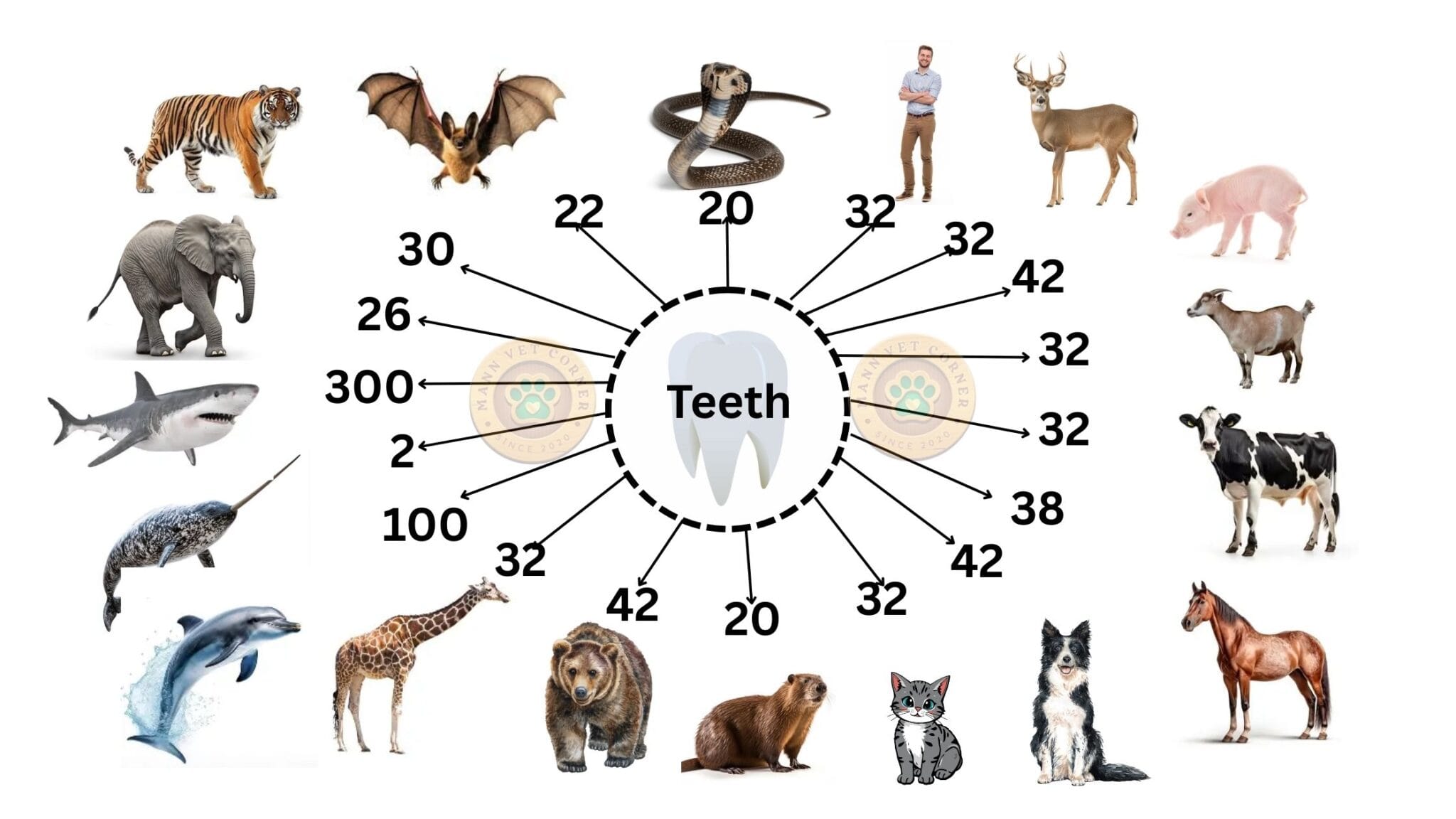 Animal Teeth and Dental Types: Dental Adaptation - mannvetcorner