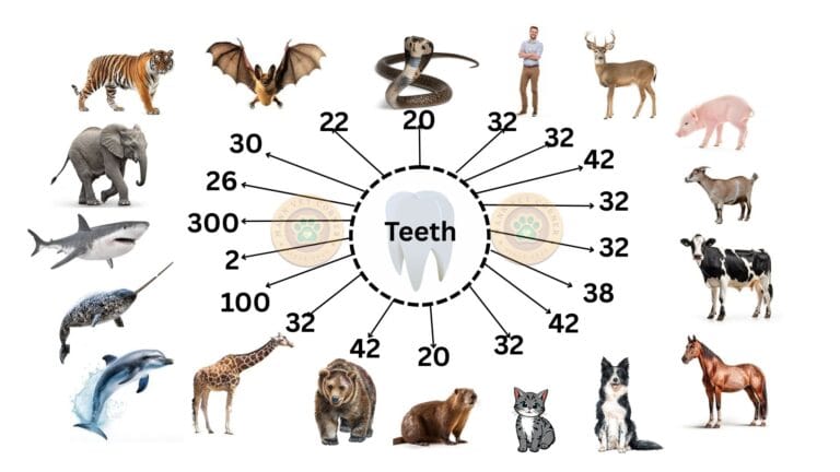 Animal Teeth and Dental Types: Dental Adaptation - mannvetcorner