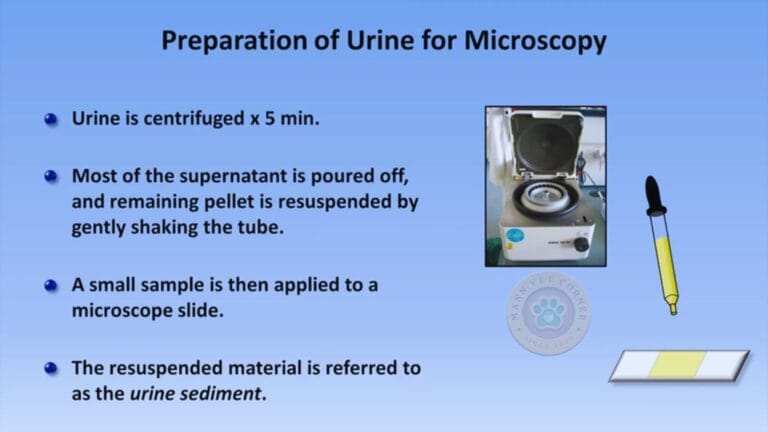 Veterinary Urinalysis: Physical, Chemical, & Microscopic Examination ...