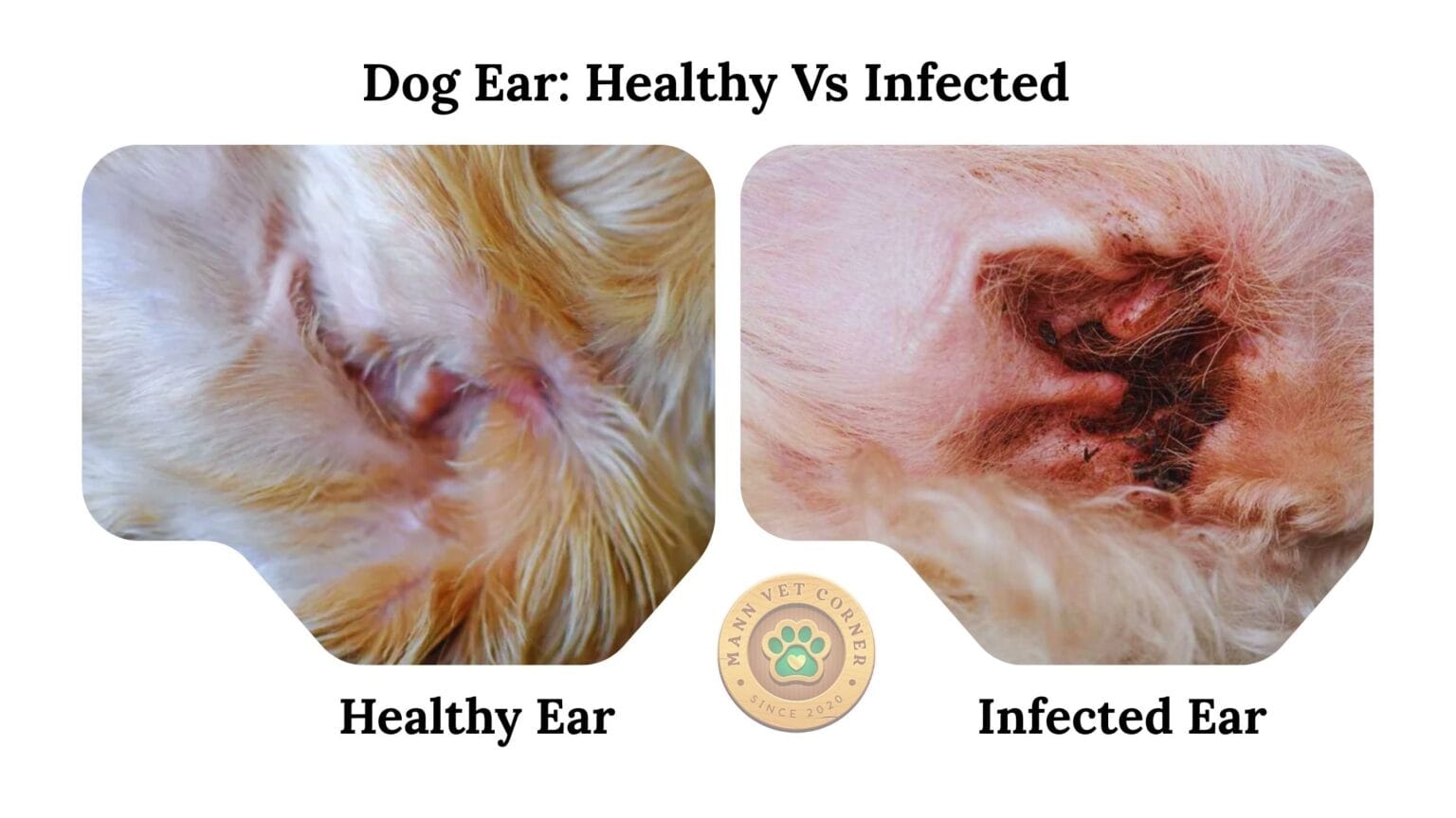 Dog Ear Mites vs Ear Wax: How to Spot, Treat, and Prevent - mannvetcorner