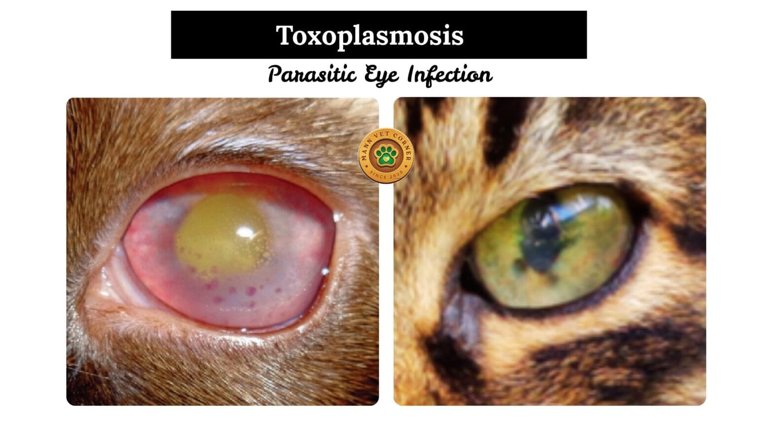 Top 10 Cat Eye Infections & Care: Expert Vet Guide - mannvetcorner