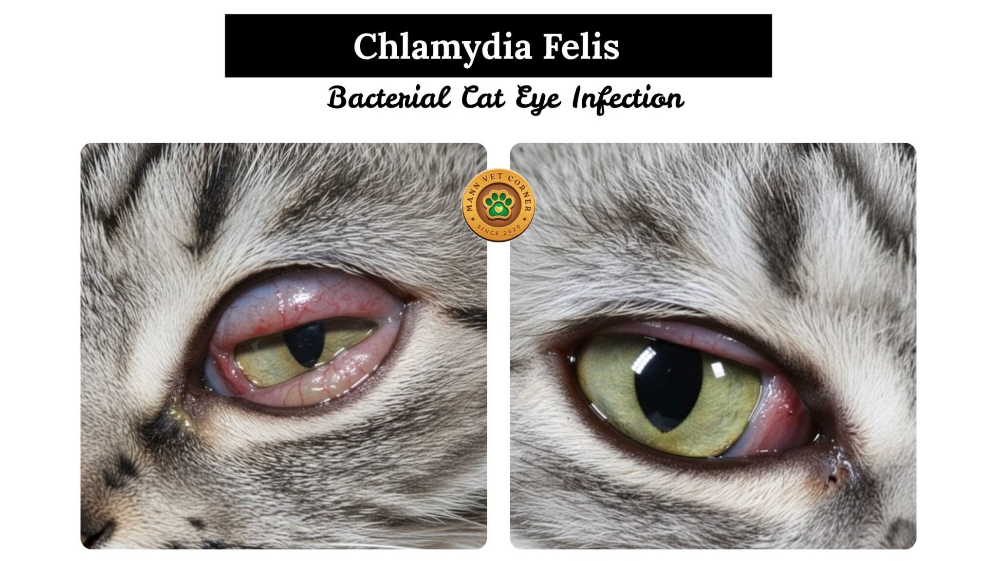 Top 10 Cat Eye Infections & Care: Expert Vet Guide - mannvetcorner