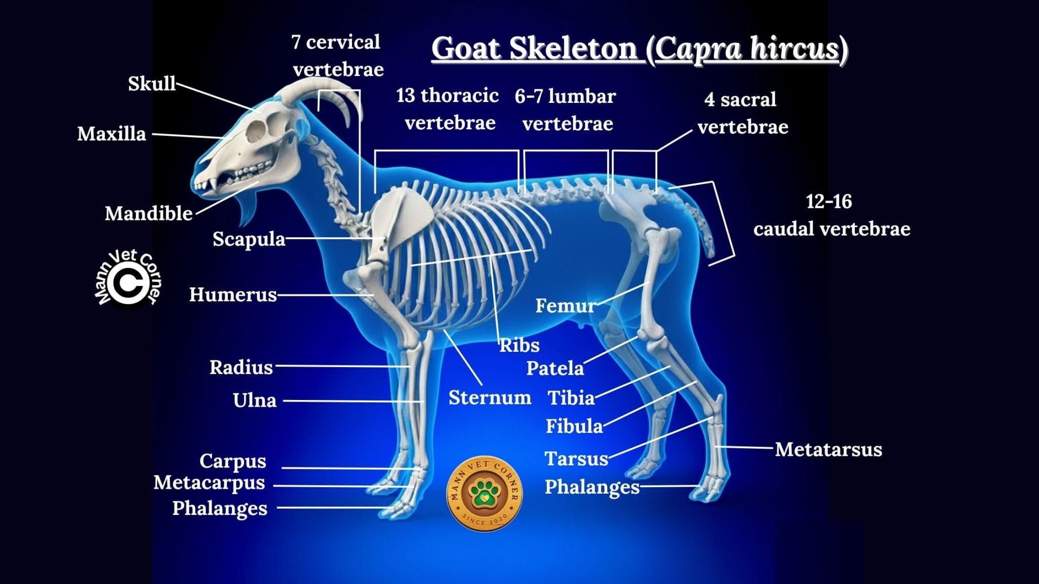 Animal Skeleton: Comparative Analysis of Domestic Animal Skeleton ...
