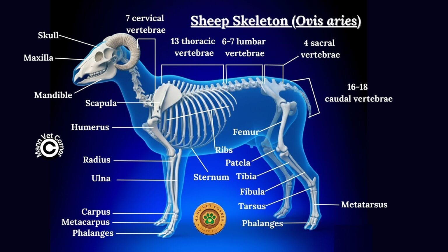 Animal Skeleton: Comparative Analysis of Domestic Animal Skeleton ...