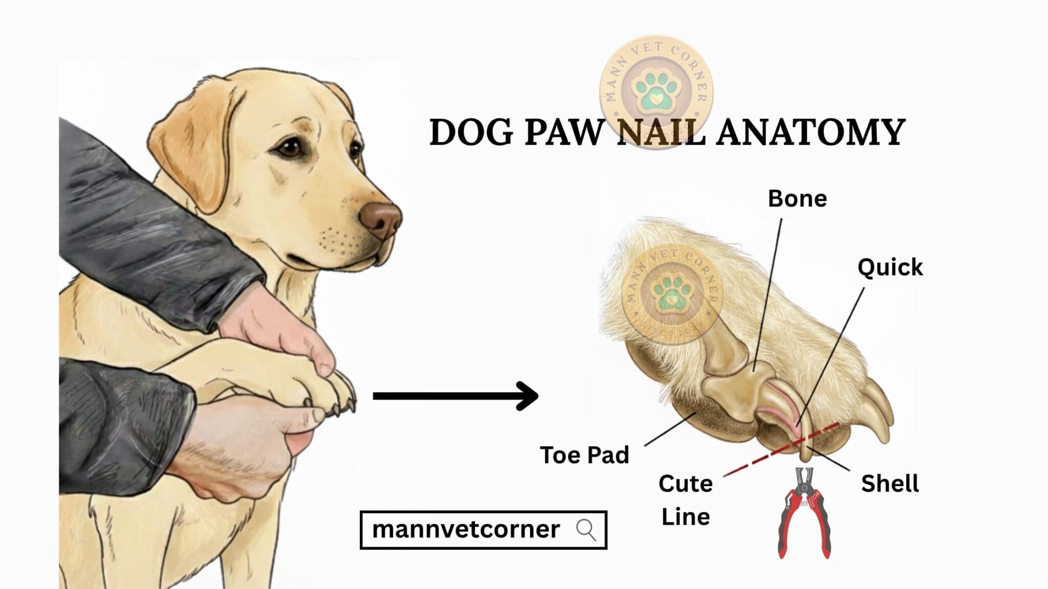 Dog Nail Anatomy, Infection, Causes, and Treatment: Complete Veterinary ...
