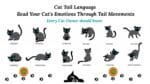 Cat Tail Language: Read Your Cat's Emotions Through Tail Movements ...