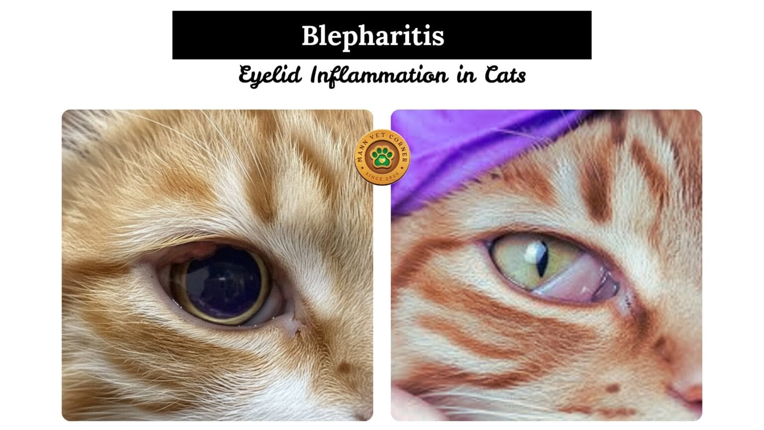 Top 10 Cat Eye Infections & Care: Expert Vet Guide - mannvetcorner
