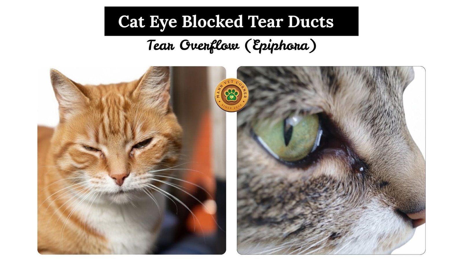 Top 10 Cat Eye Infections & Care: Expert Vet Guide - mannvetcorner