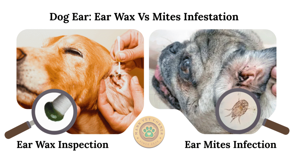 Dog Ear Mites vs Ear Wax: How to Spot, Treat, and Prevent - mannvetcorner