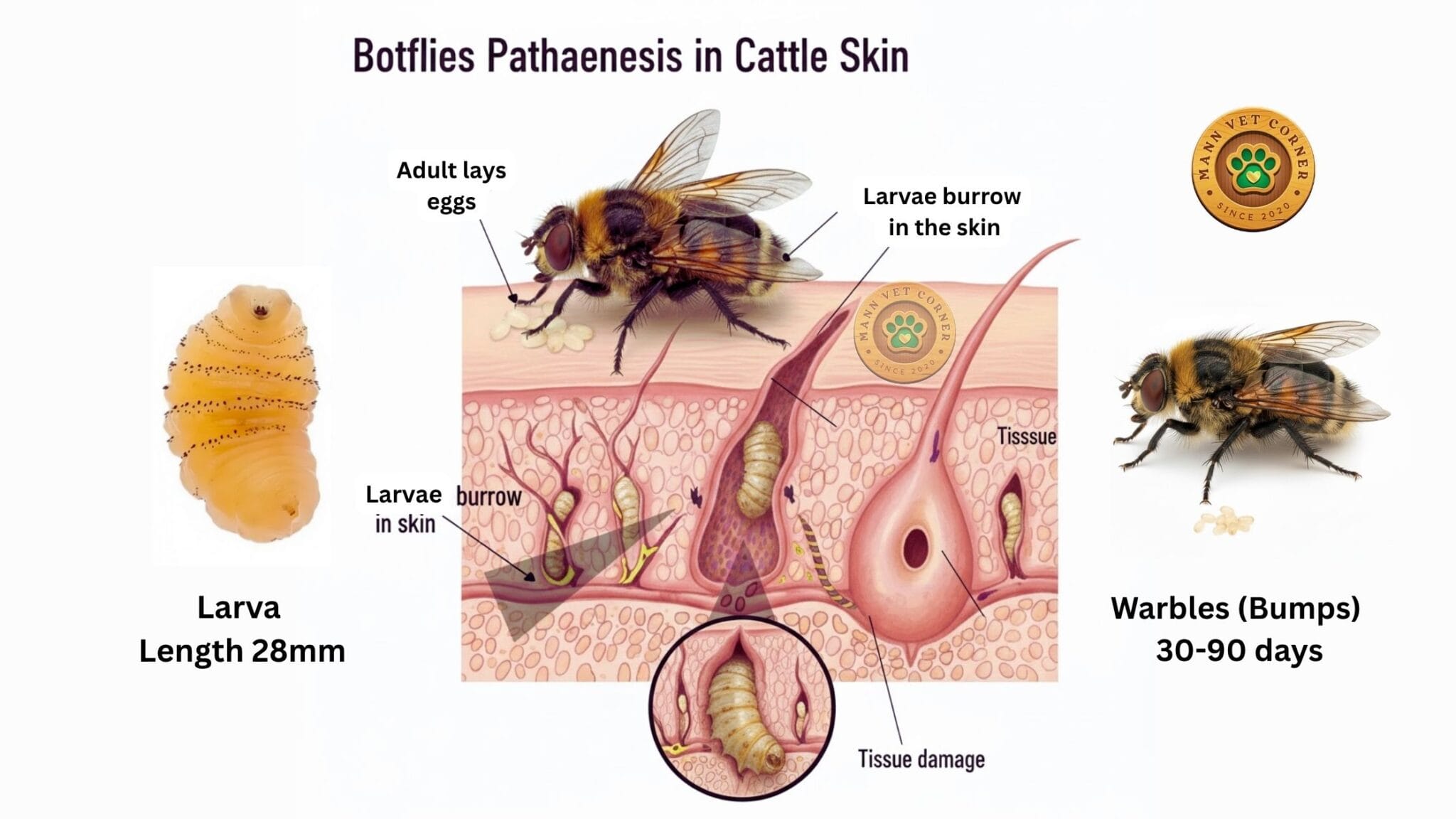 Cattle Botflies: Signs, Life Cycle, Pathogenesis, Treatment ...