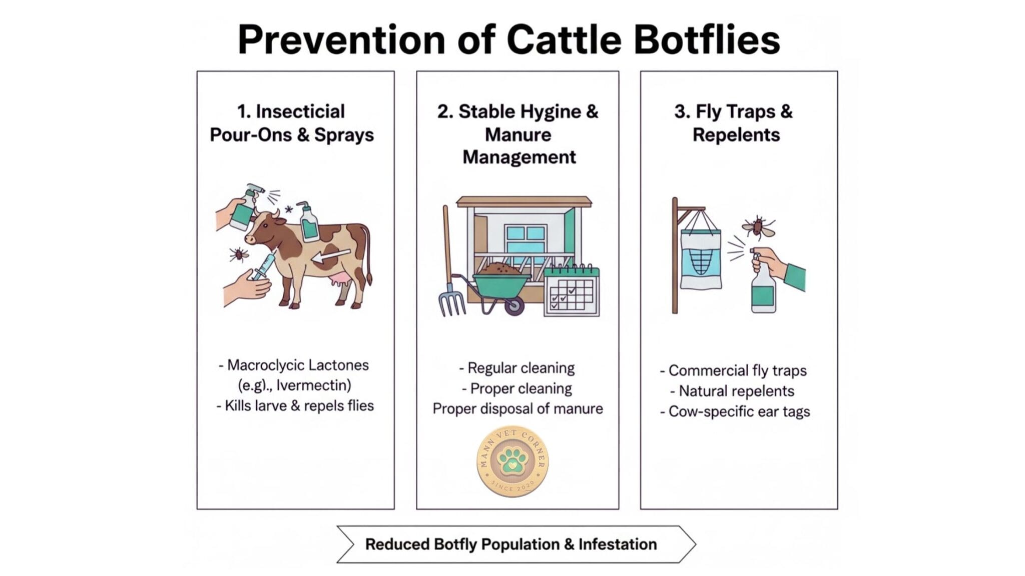 Cattle Botflies: Signs, Life Cycle, Pathogenesis, Treatment ...