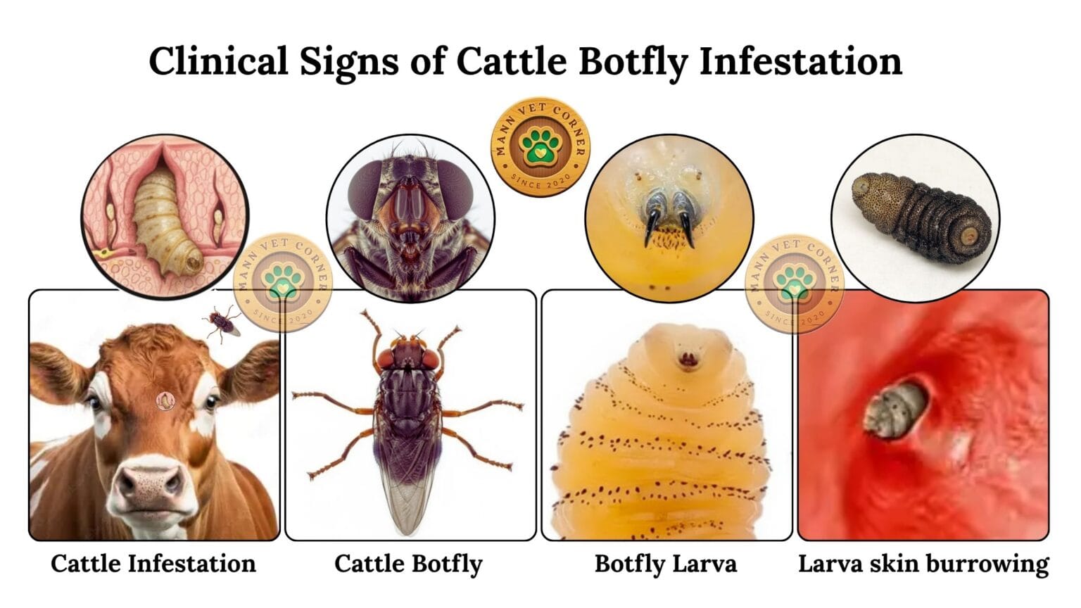 Cattle Botflies: Signs, Life Cycle, Pathogenesis, Treatment ...