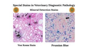 Histopathology Techniques in Veterinary Pathology - mannvetcorner