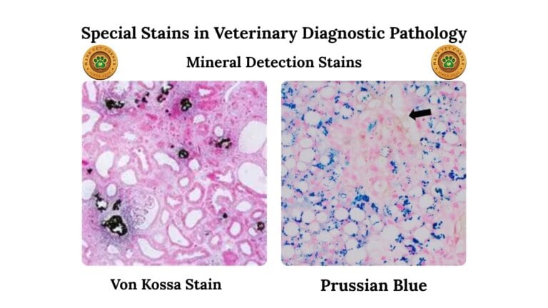 Histopathology Techniques in Veterinary Pathology - mannvetcorner