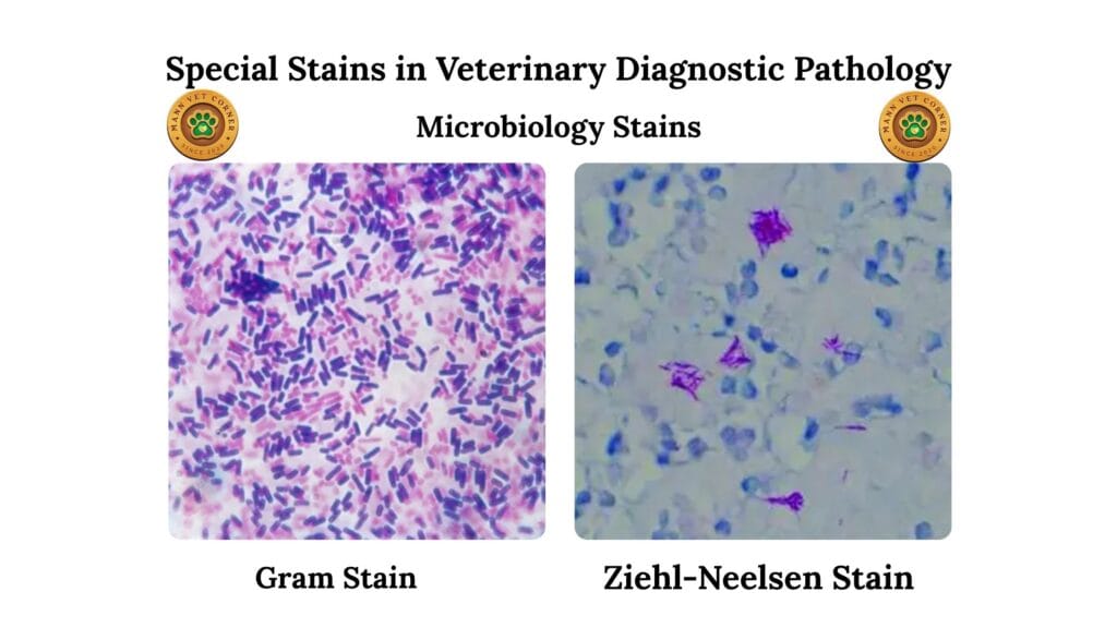 Histopathology Techniques in Veterinary Pathology - mannvetcorner