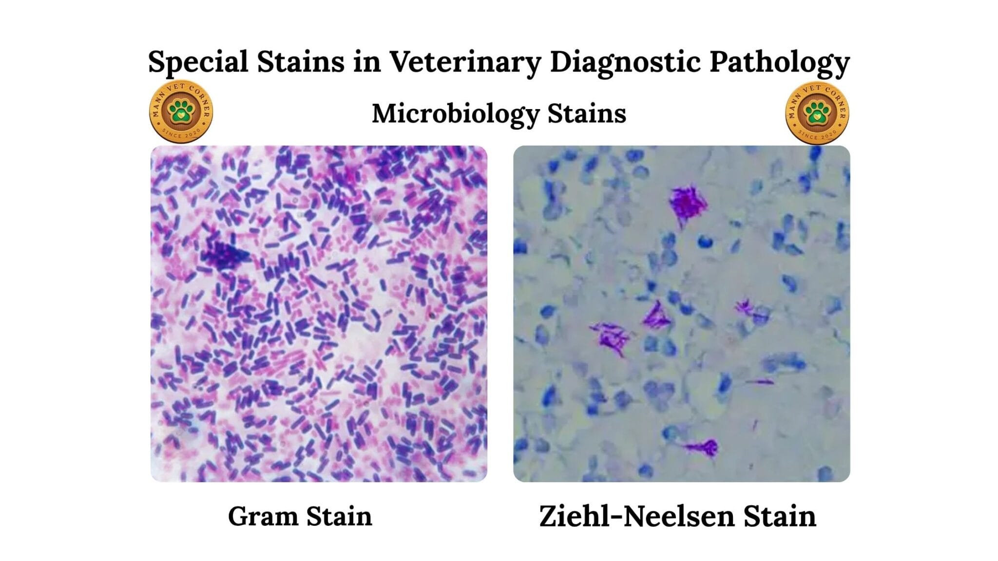 Histopathology Techniques in Veterinary Pathology - mannvetcorner