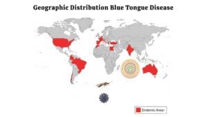 Blue Tongue Disease in Sheep and Cattle - mannvetcorner