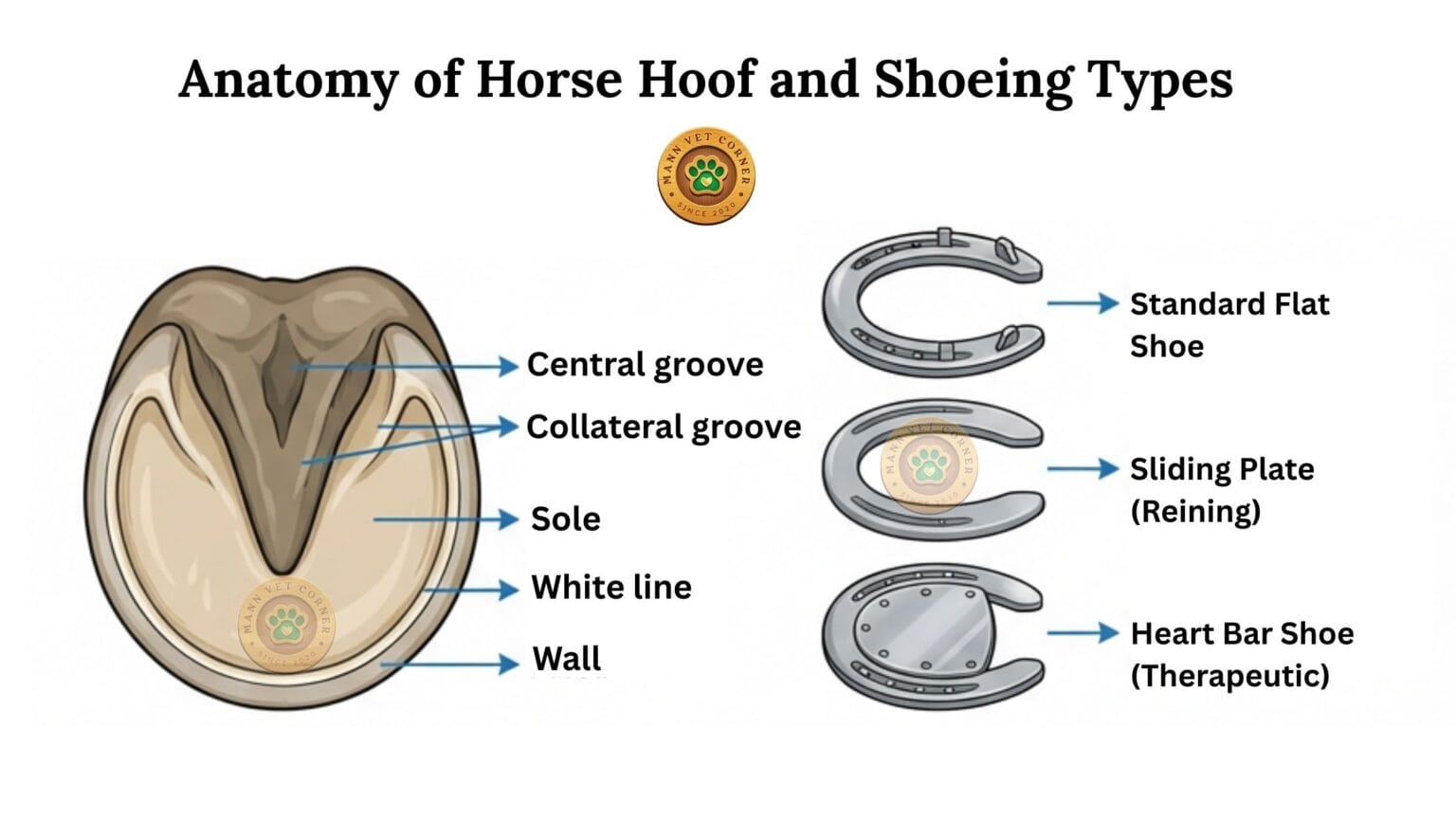 Horse Hoof and Shoeing: A Complete Guide - mannvetcorner