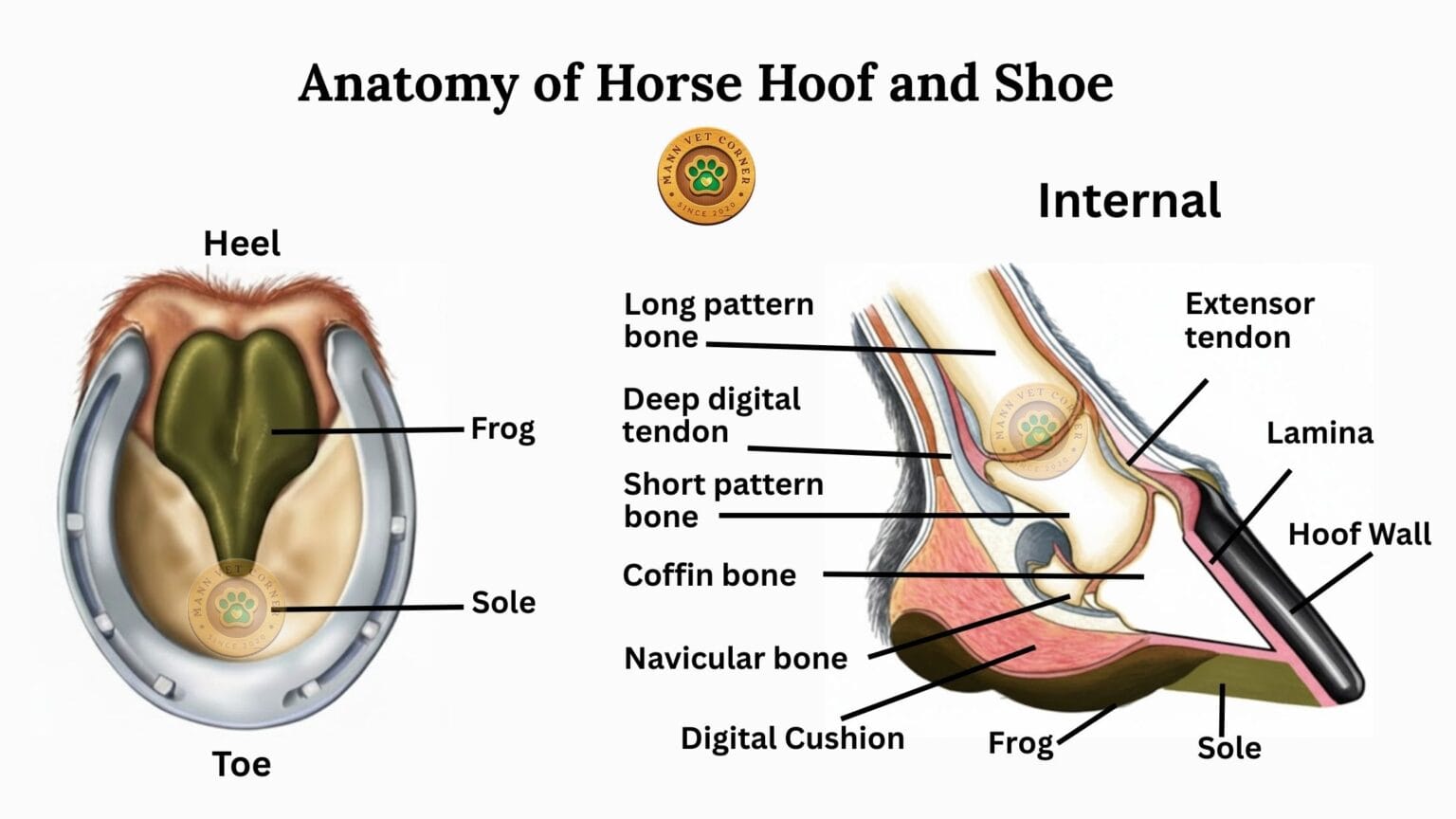 Horse Hoof and Shoeing: A Complete Guide - mannvetcorner
