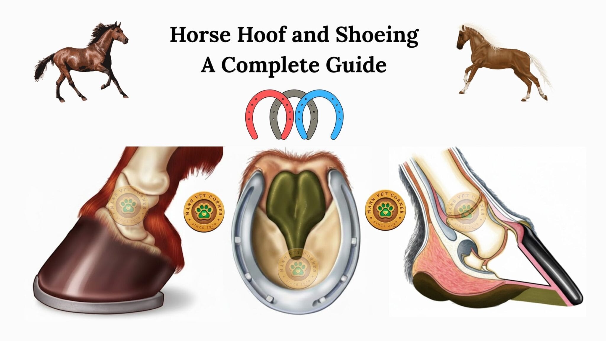 Horse Hoof and Shoeing: A Complete Guide - mannvetcorner
