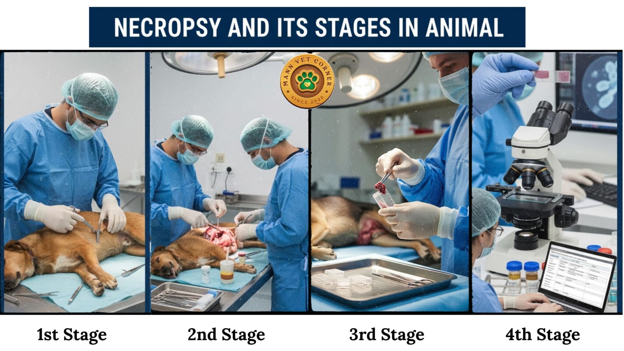 Necropsy and Its 4 Stages: A Complete Guide - mannvetcorner